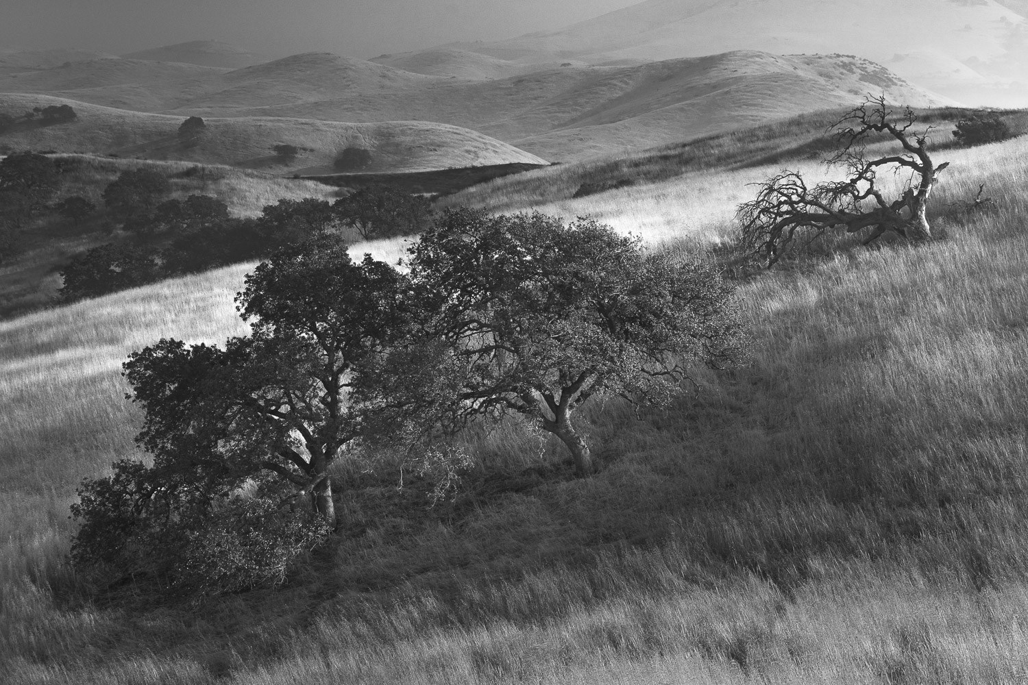 Fotos En Blanco Y Negro Con Poco Color